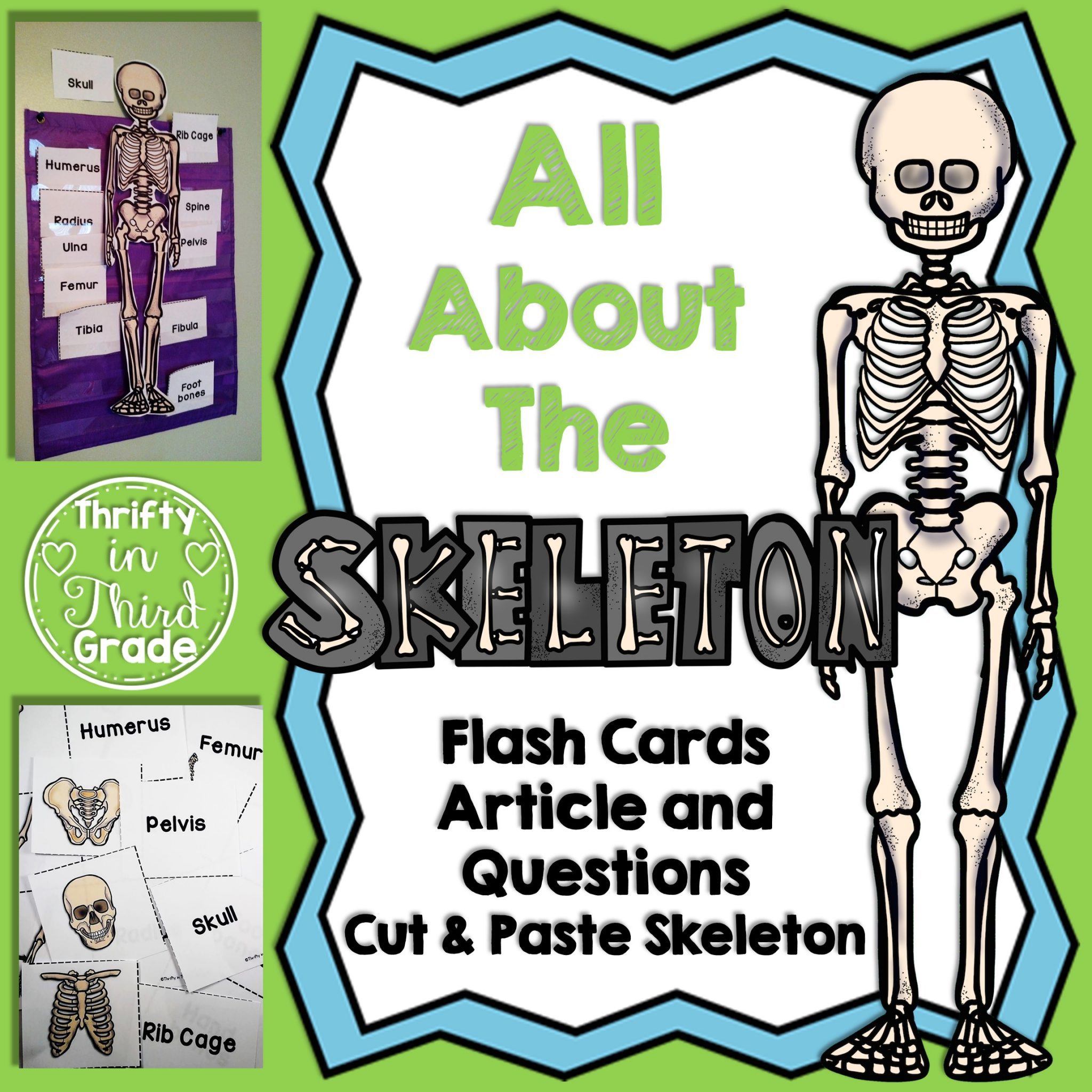 Skeletal System Worksheets Label the Skeleton | Assemble a Skeleton ...