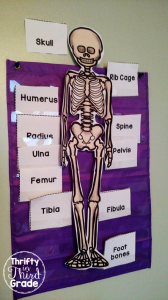 Skeletal System Mini Unit and Cut and Paste Skeleton Craft - Thrifty in ...