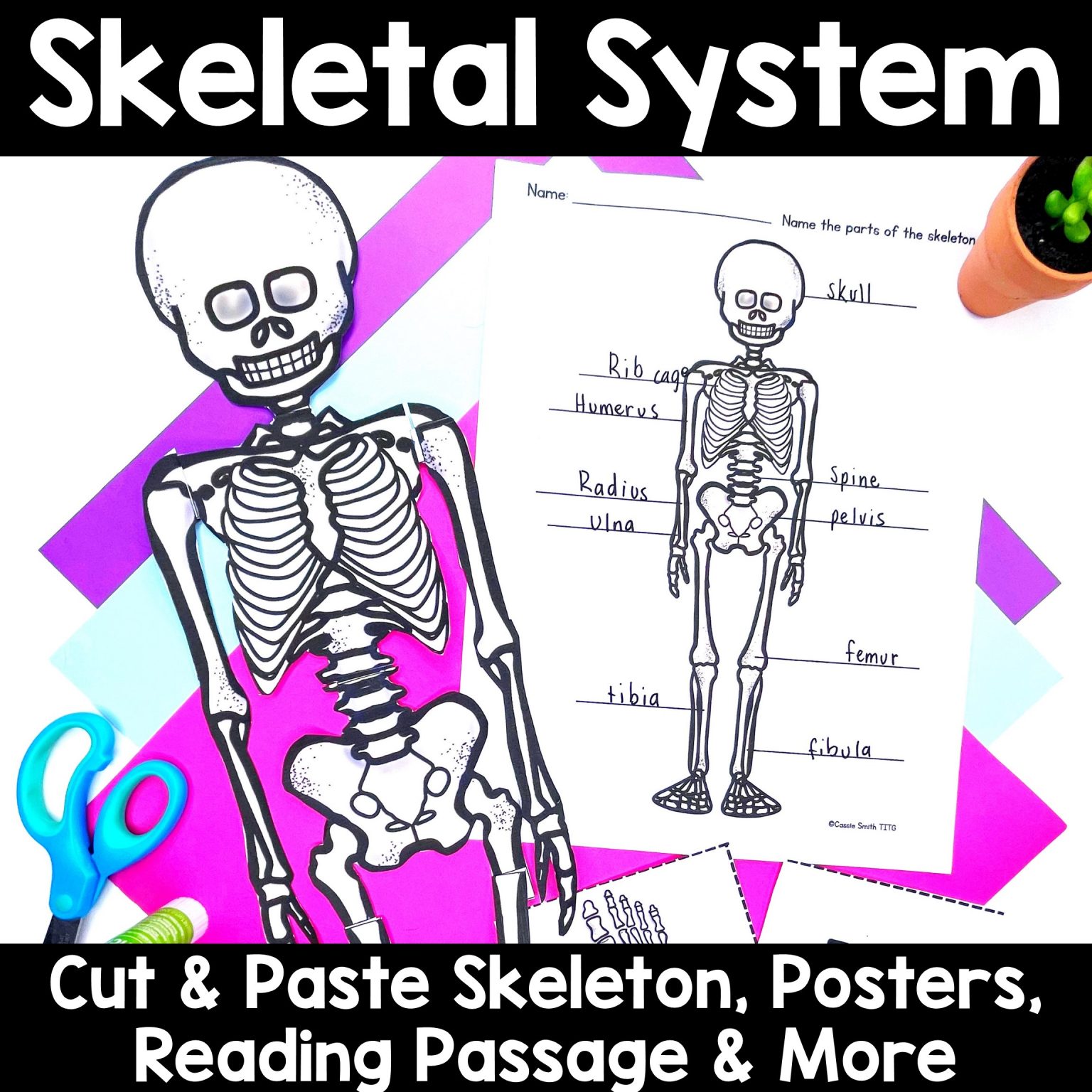 Skeletal System Mini Unit and Cut and Paste Skeleton Craft - Thrifty in ...