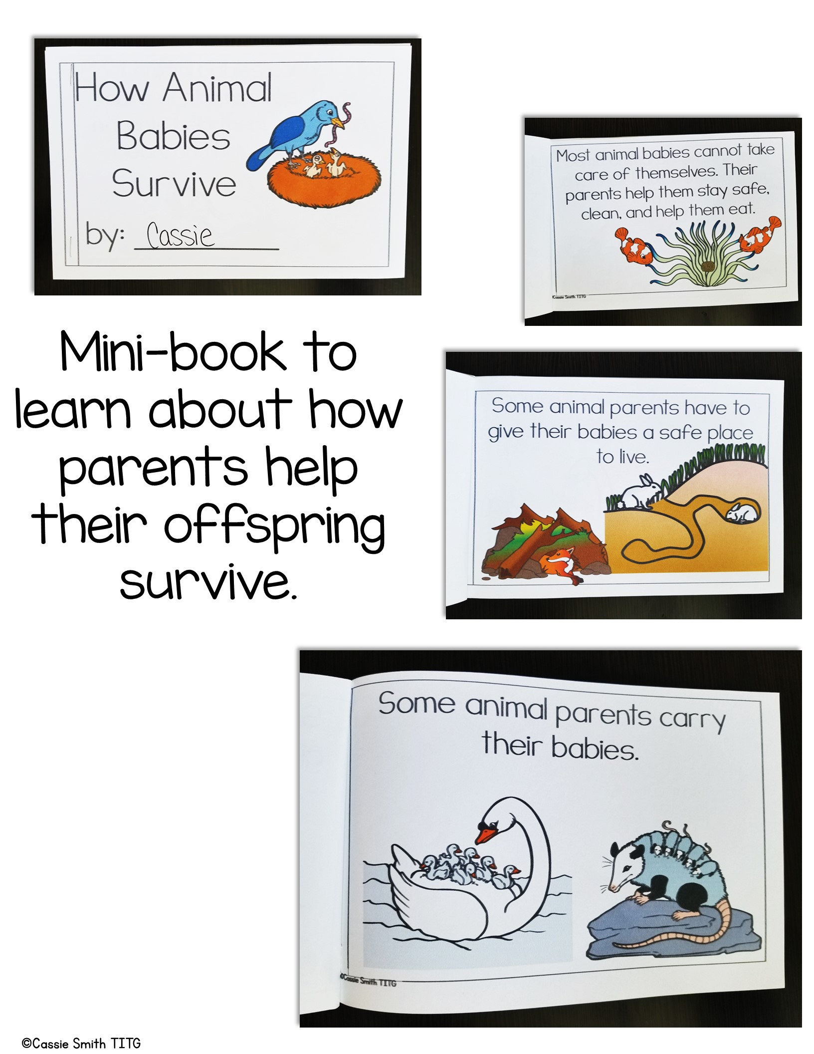 Fun 1st Grade Plant and Animal Activities - Thrifty in Third Grade