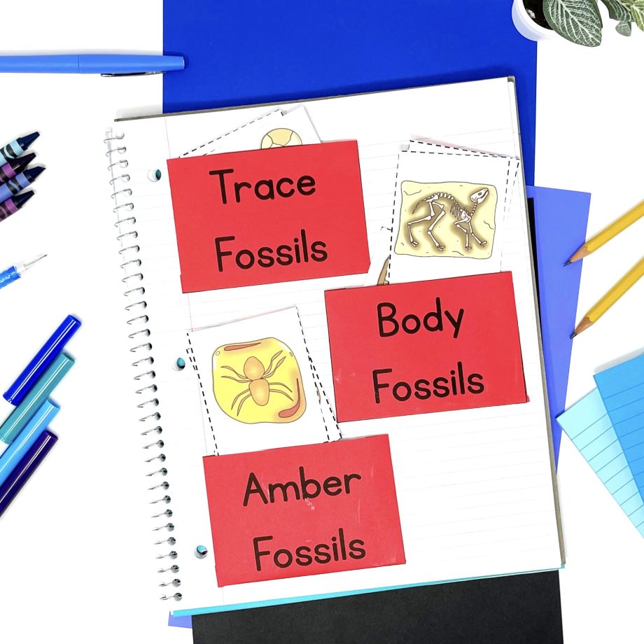 3rd Grade Ecosystems: Fun Activities for Fossils, Adaptations, and ...