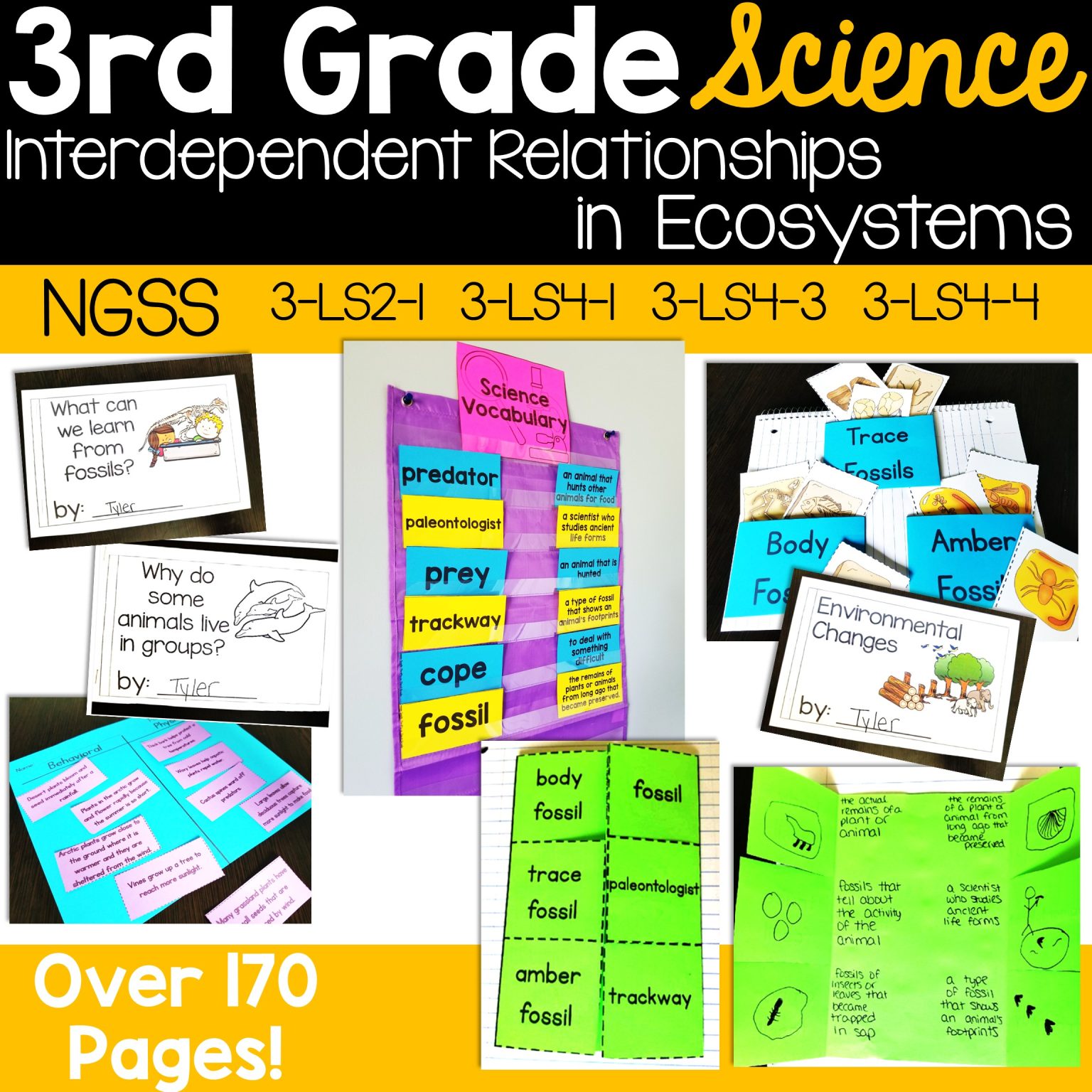 Best Animal Adaptations Activity and Worksheets - Thrifty in Third Grade