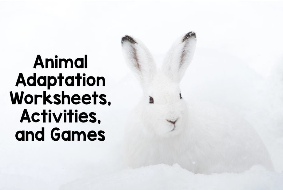 Best Animal Adaptations Activity and Worksheets - Thrifty in Third Grade