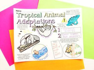 Best Animal Adaptations Activity and Worksheets - Thrifty in Third Grade